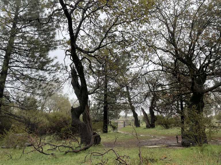 Penny Pines Trailhead Routes for Walking and Hiking | Komoot