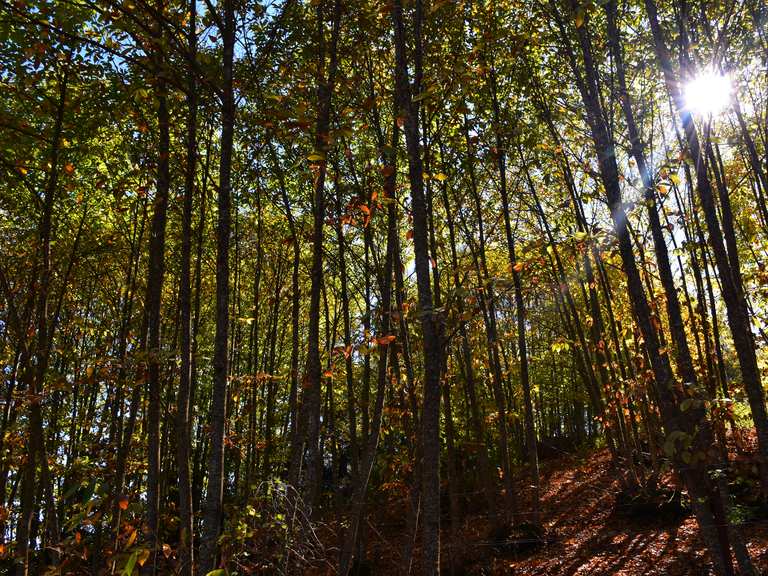 Castillo de Constantina y Monasterio Nuestra Señora de los Ángeles ...