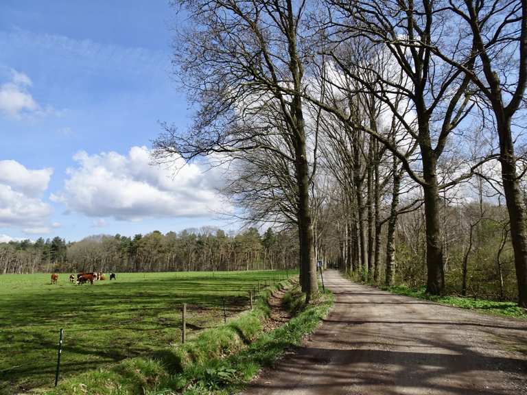 Loop de Ulvenhoutse Bos, Mastbos & Leisbos a partir de Breda | Percurso ...