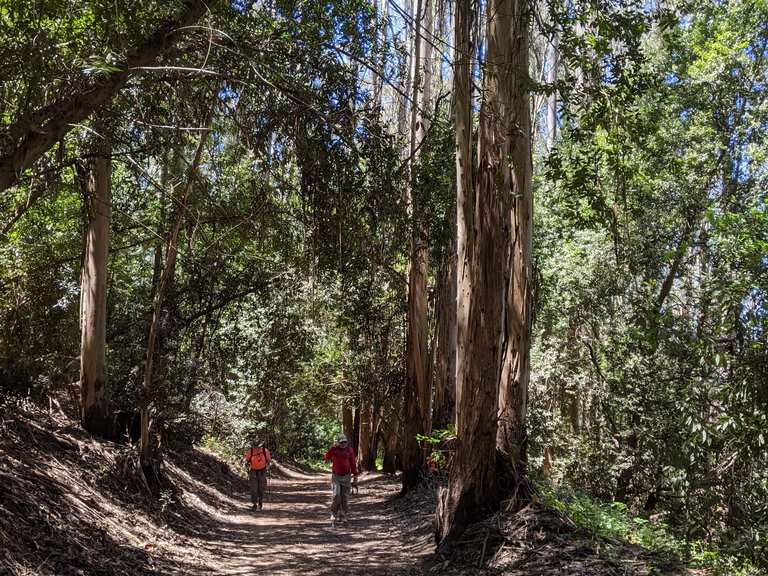 Meadows Canyon, Curran Trail & Wildcat Gorge loop — Tilden Regional ...