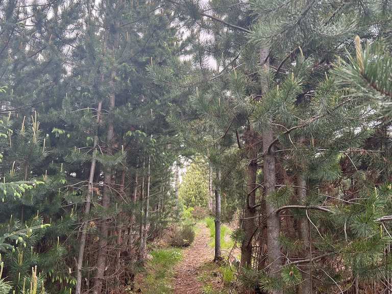 Abriachan Forest Trust: Wanderungen und Rundwege | komoot