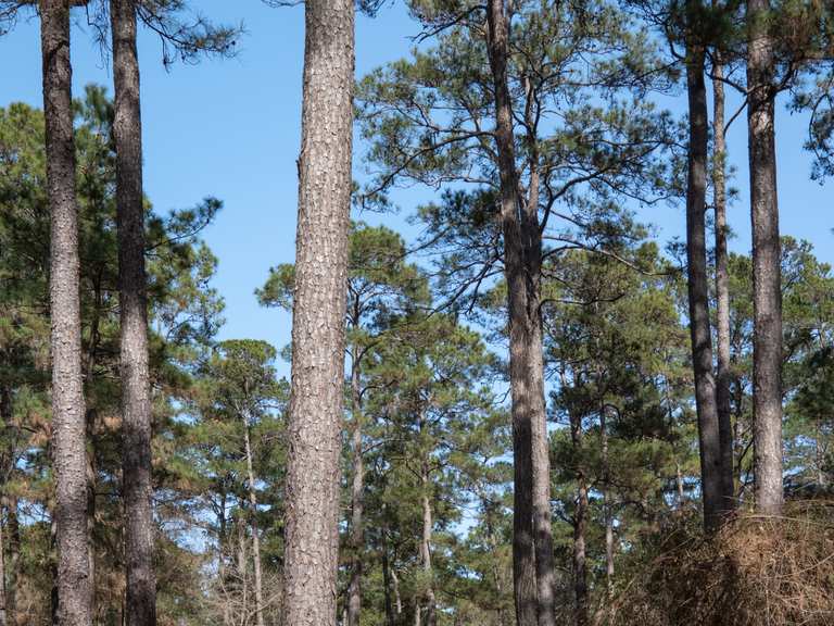 Forest Loop — William Goodrich Jones State Forest Vous voulez explorer ...