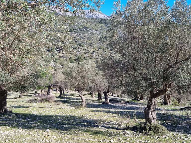 Olivenhain am Coll d'Orient Routes for Walking and Hiking | Komoot