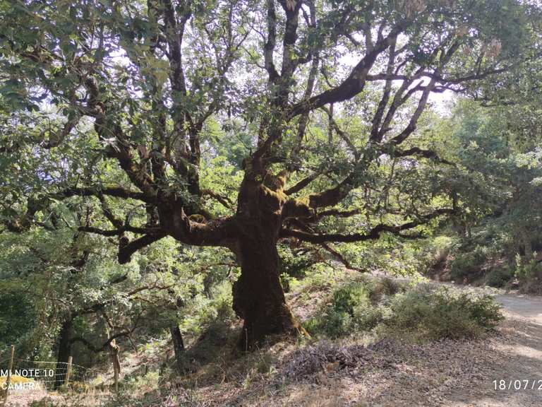 Parque Natural de Los Alcornocales – circular desde El Colmenar de ...