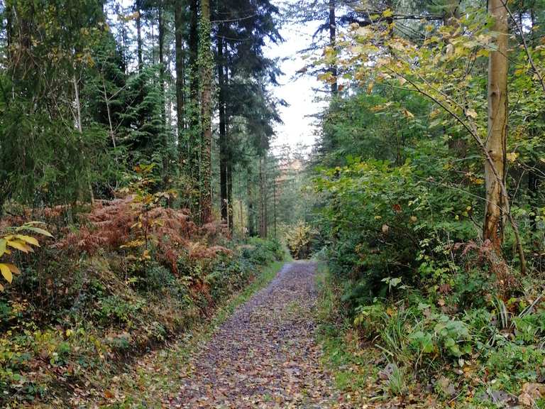 Cley Hill & Longleat Forest loop from Shear Water | hike | Komoot