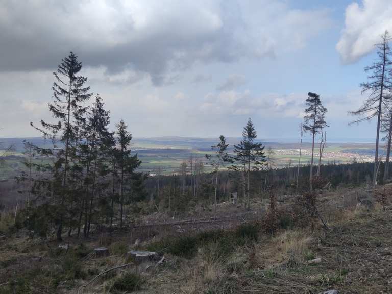 Abgeholztes Gebiet oberhalb von Obernhain: Mountainbike-Touren und ...