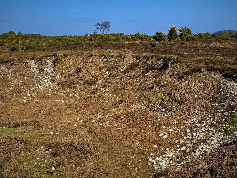 Coopers Hill & Fritham Plain loop from Fritham — New Forest National ...