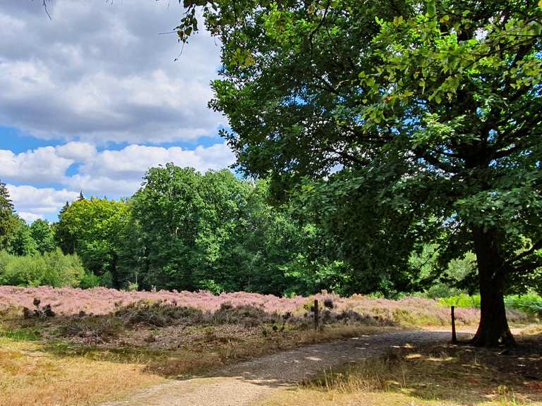 Heideveld in Bovenste Bosch wandelroutes en hikes | Komoot