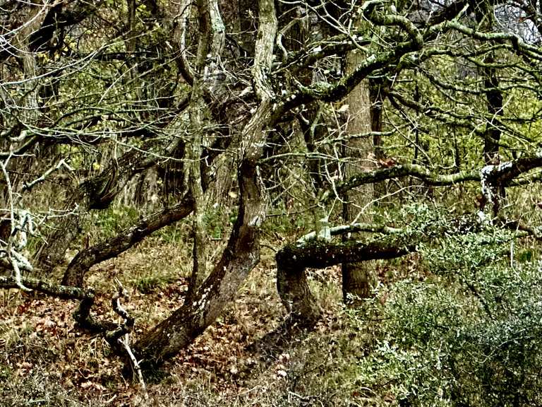 Strand von Noer am Naturschutzgebiet: Wanderungen und Rundwege | komoot