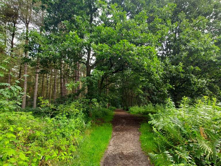 Thieves Wood & Harlow Wood loop | mountain bike ride | Komoot