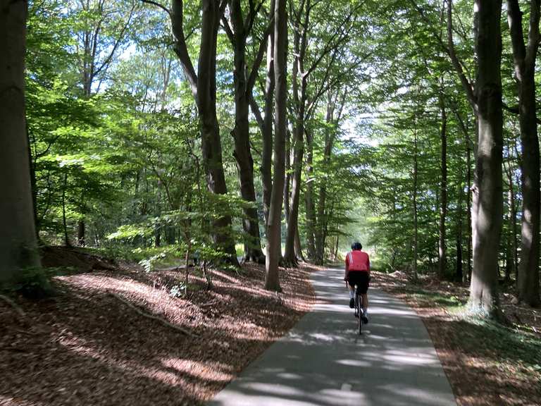 Piste cyclable surélevée à travers la forêt entre Vasse et Springendal ...