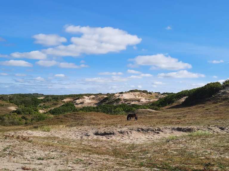 Schoorlser Dünen vom Schoorl : Radtouren und Radwege | komoot