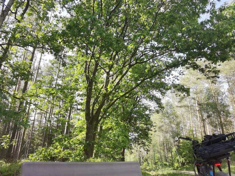 Bench Near Ovelgönne Forest Path – Hiking & Cycling Routes | Komoot