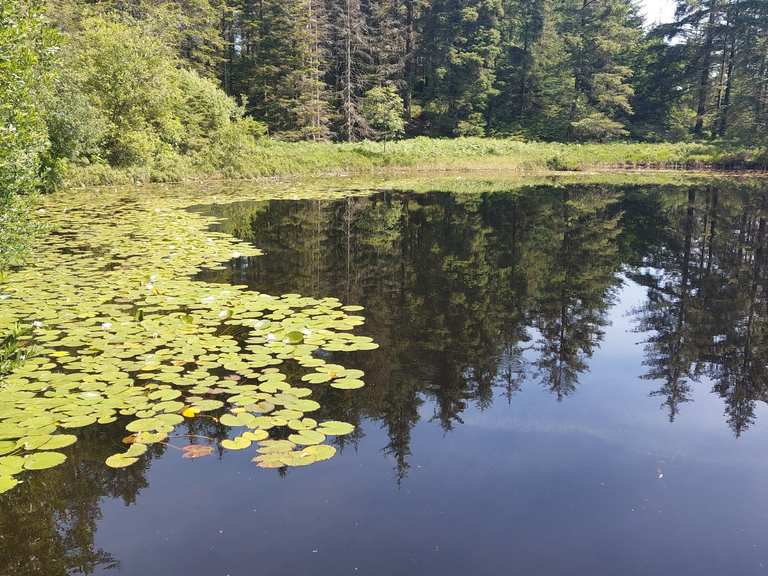 Grizedale Forest Visitor Centre sculpture loop — The Lake District ...