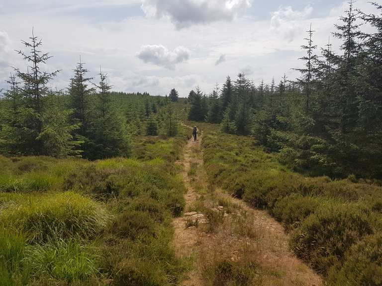 Hawkhope & Kielder Forest loop from Tower Knowe Visitor Centre ...