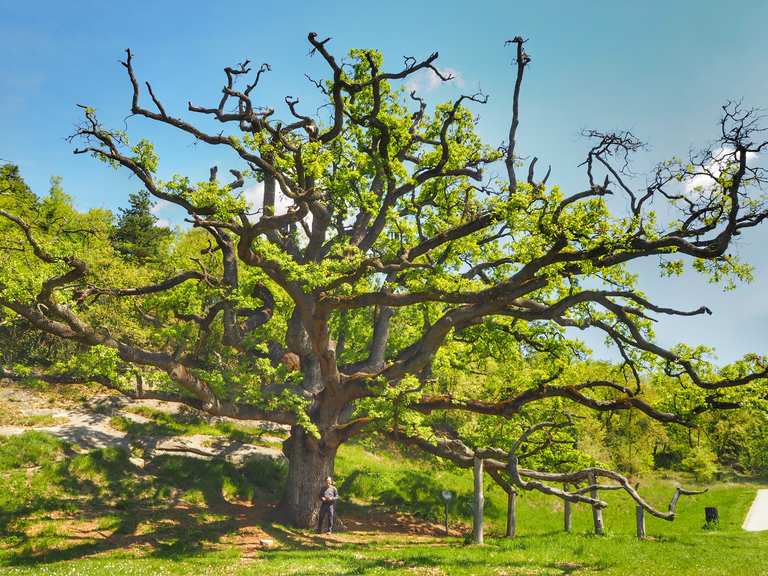 Giant Oak of La Senyora – Hiking & Cycling Routes | Komoot