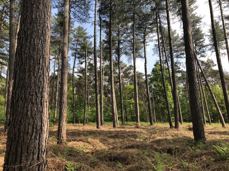 Droge heide - herstelgebied wandelroutes en hikes | Komoot