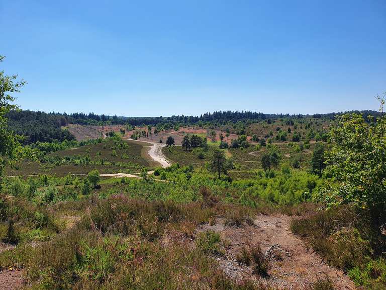 Hankley Common & Thursley Common loop from Tilford | hike | Komoot