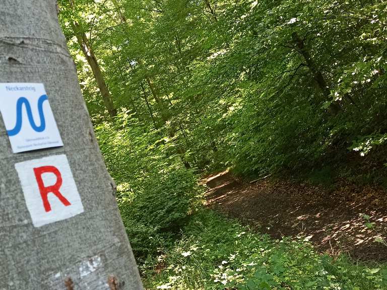 Waldhütte Diedesheim: Wanderungen und Rundwege | komoot