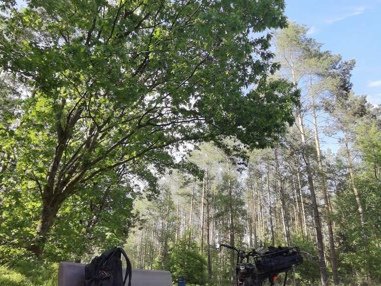 Bench Near Ovelgönne Forest Path – Hiking & Cycling Routes | Komoot