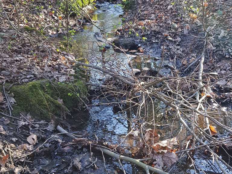 Senda Natural de Stanmore Common: Rutas de senderismo y caminatas | Komoot