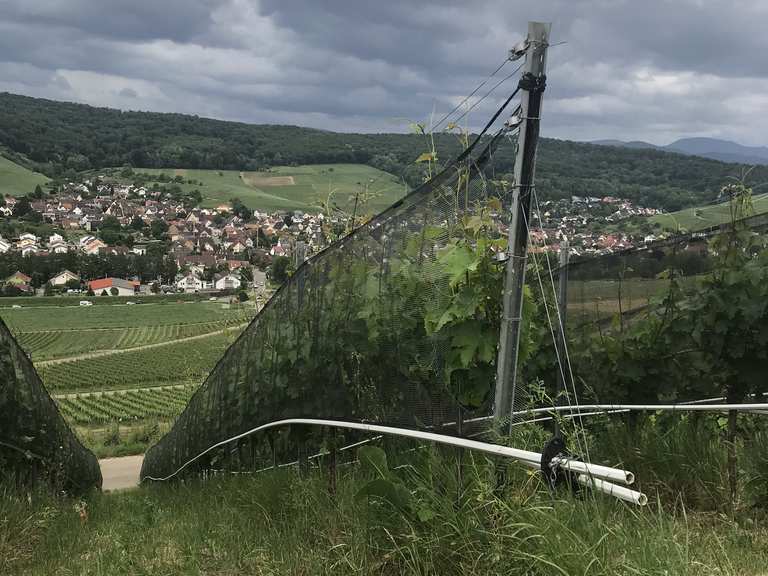 Panoramaweg am Batzenberg - Badische Weinstrasse: Wanderungen und ...