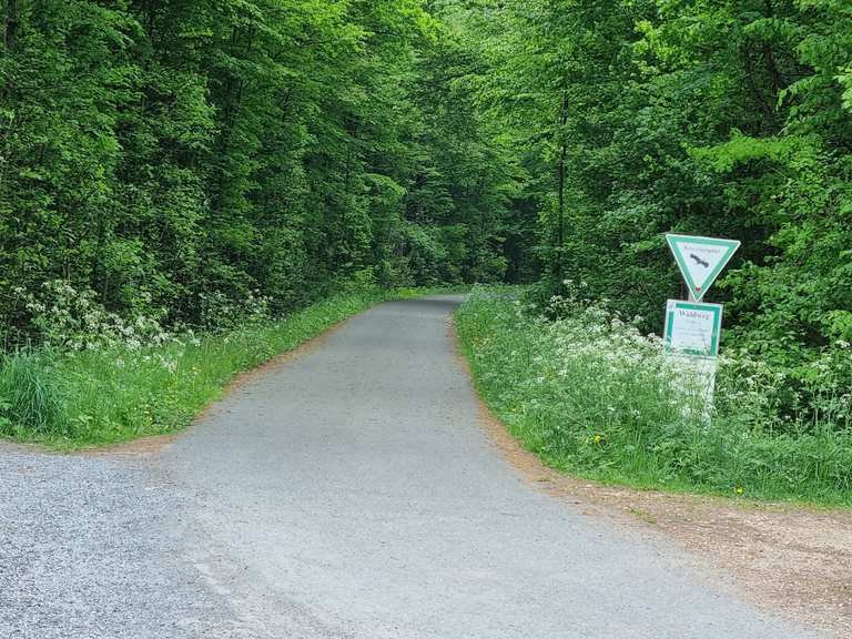 Asphaltierter Weg durch den Wald Cycle Routes and Map | Komoot