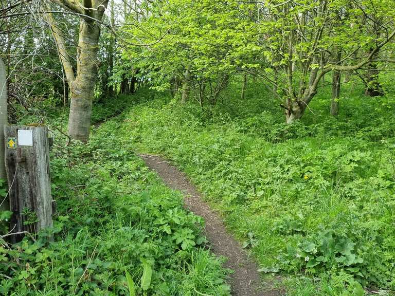 Causey Arch & Beamish Parkland loop | hike | Komoot