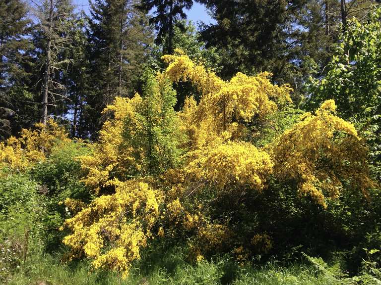 South Loop – Port Gamble Forest Heritage Park | hike | Komoot