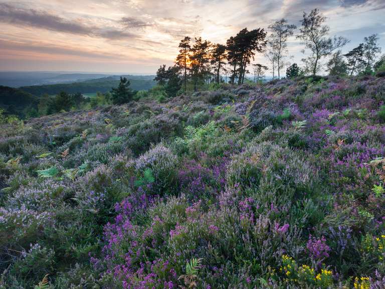 Blackdown & Temple of the Winds loop from Haslemere — South Downs ...