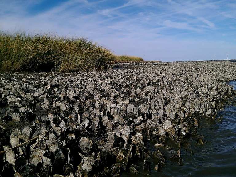 Mispillion River: Wanderungen und Rundwege | komoot