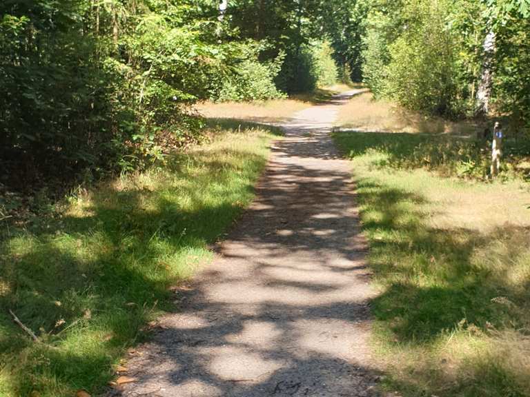 Mooi stuk bos – Bospad Lage Vuursche rondtocht vanuit Lage Vuursche ...