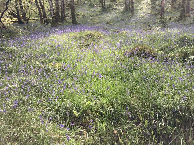 Rowchoish Bothy Routes for Walking and Hiking | Komoot