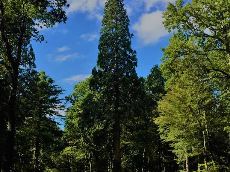 Whitefield Moor loop — New Forest National Park | hike | Komoot