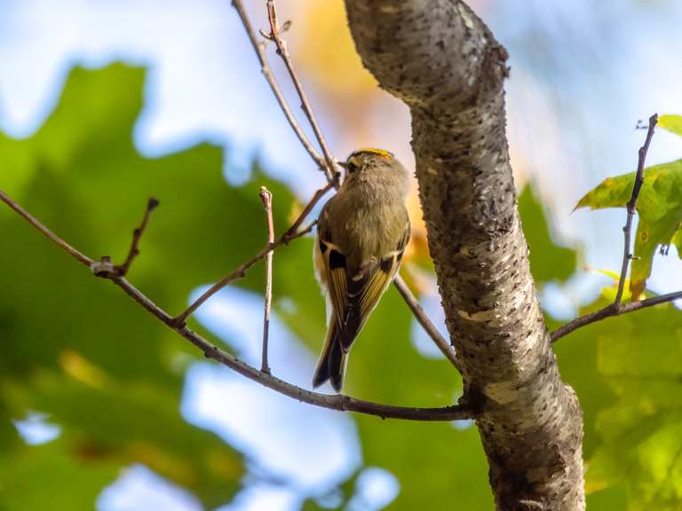 Boxford State Forest trails: Touren und Karten | komoot
