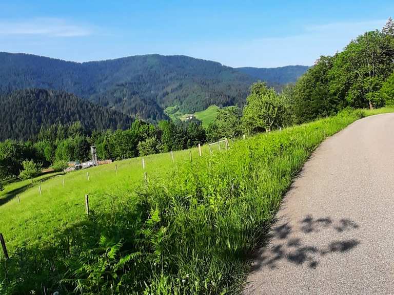 Wunderschöne Wiesen zwischen den Waldabschnitten wandelroutes en hikes ...