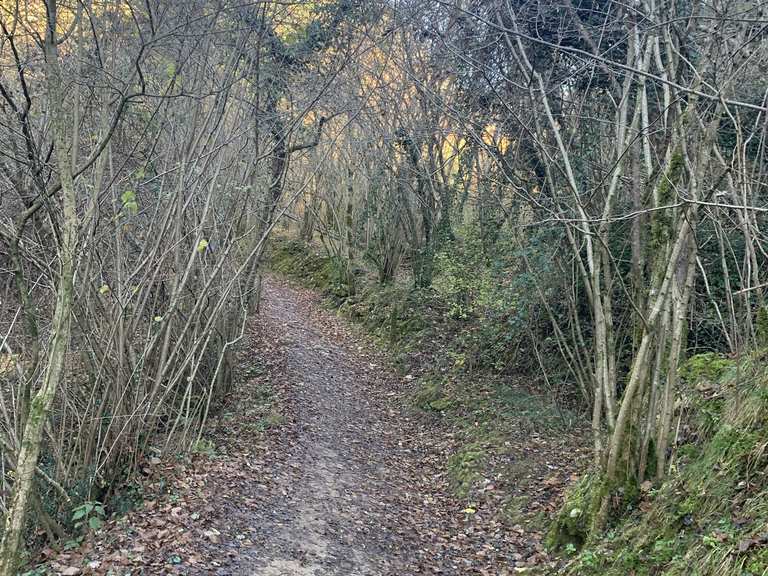 Bosco delle Penne Mozze – Il grande faggio Itinerario ad anello da ...