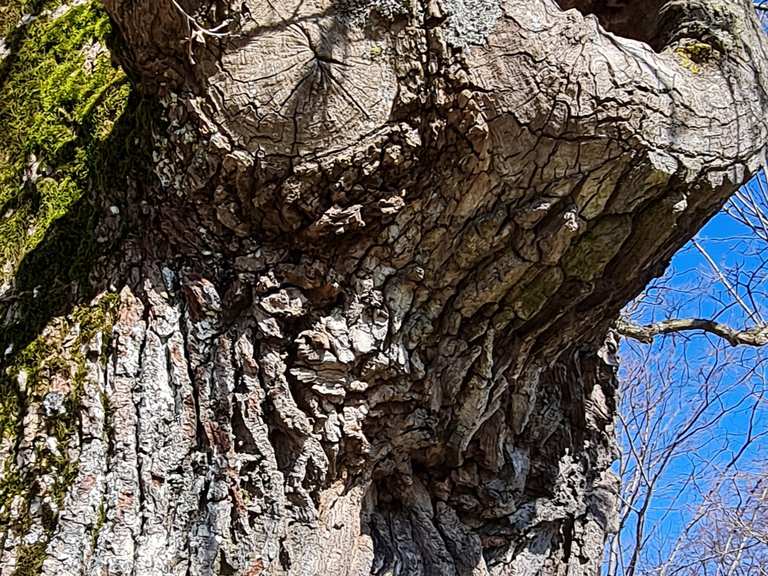 Methuselah Tree - Mountain Bike Trails & Tracks | Komoot