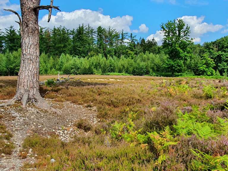 Heideveld in Bovenste Bosch wandelroutes en hikes | Komoot