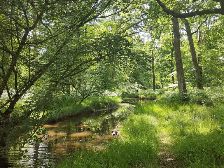 Blackwater Arboretum & Fletchers Water-Schleife - New Forest National ...