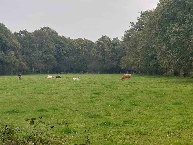 De Visbeekvallei wandelroutes en hikes | Komoot