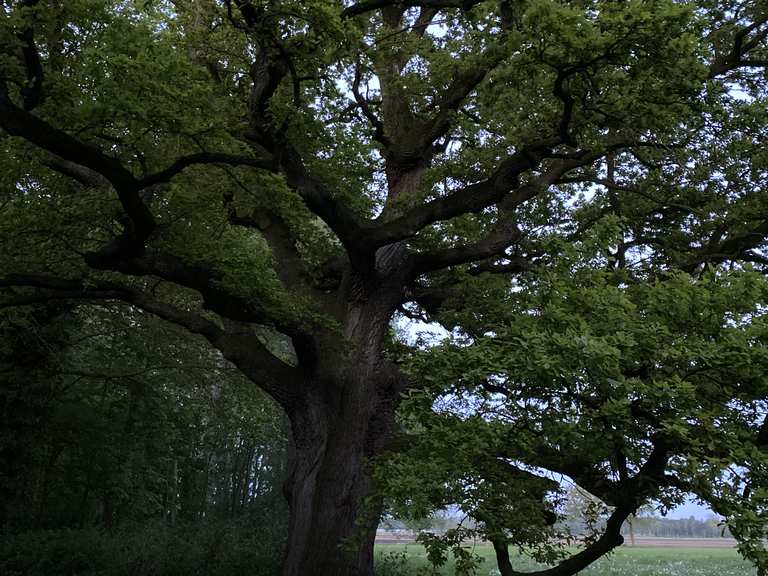 Deuxième plus vieux chêne de l’Ammerland - Itinéraires de rando et ...