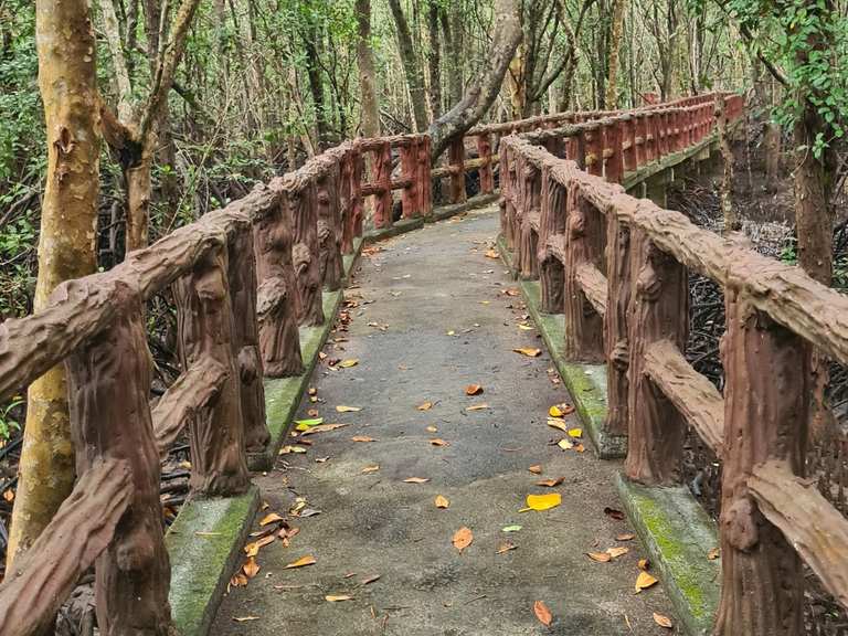 Observation tower in the mangrove forest Routes for Walking and Hiking ...