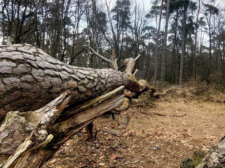 Umgestürzter Baum 🌲.: Wanderungen und Rundwege | komoot