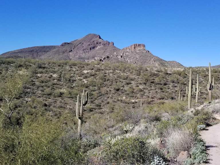 Cave Creek Cactus Classic Race loop — Cave Creek, Arizona | Percurso de ...