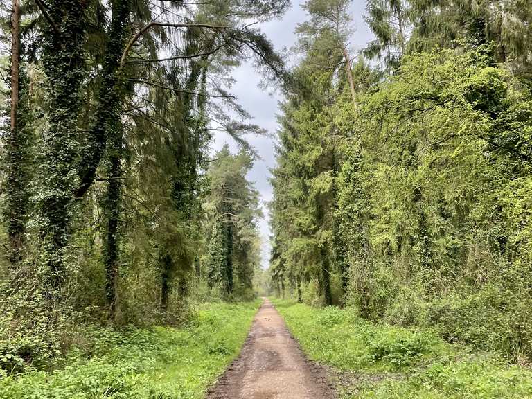 Thurlbear wood - gravel down into St Thomas - Road Cycle Routes and Map ...