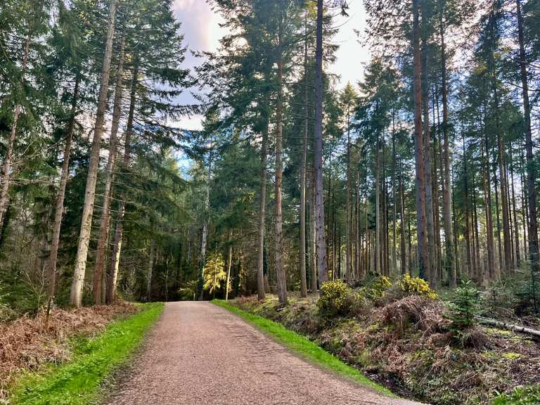 Alice Holt Forest, Noor Hill Hanger and Selborne Common loop — South ...