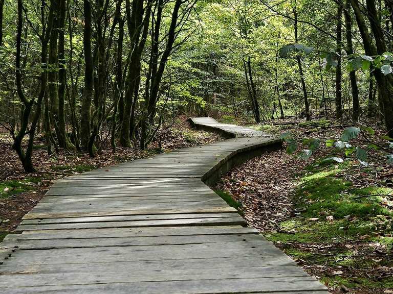 Stein–Zeit–Mensch – Hängebrücke am Rothaarsteig Runde von chanze ...