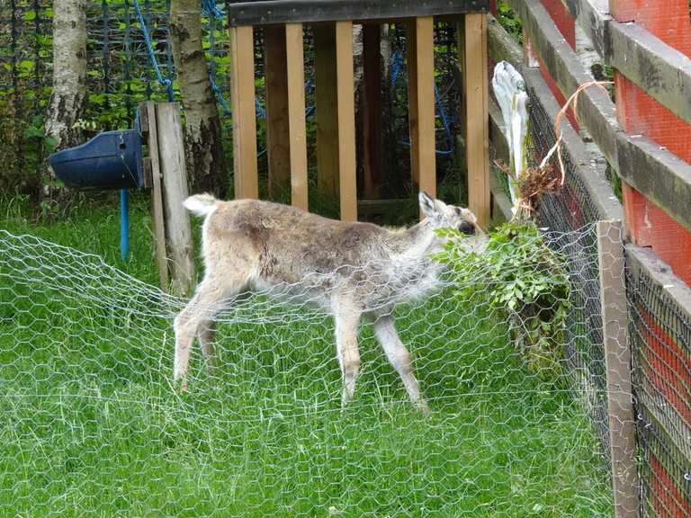Loch Morlich and Glenmore Forest loop — Cairngorms National Park | hike ...