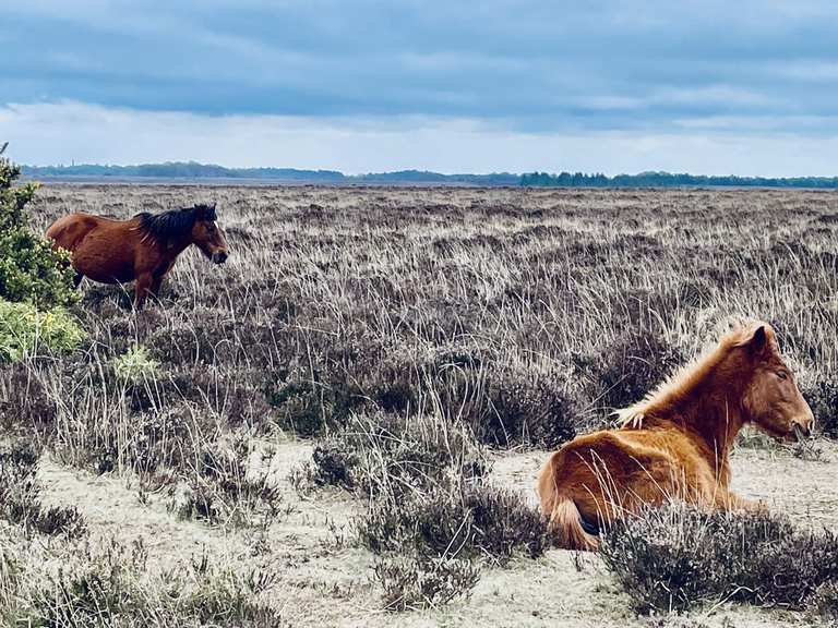 Bolderwood, Blissford Hill and Burley village loop — New Forest ...